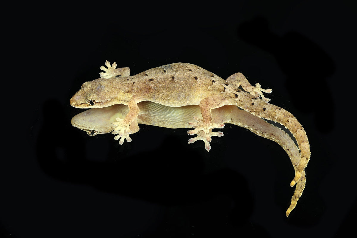 Mourning Geckos for Sale - Parthenogenic | Sundown Reptiles