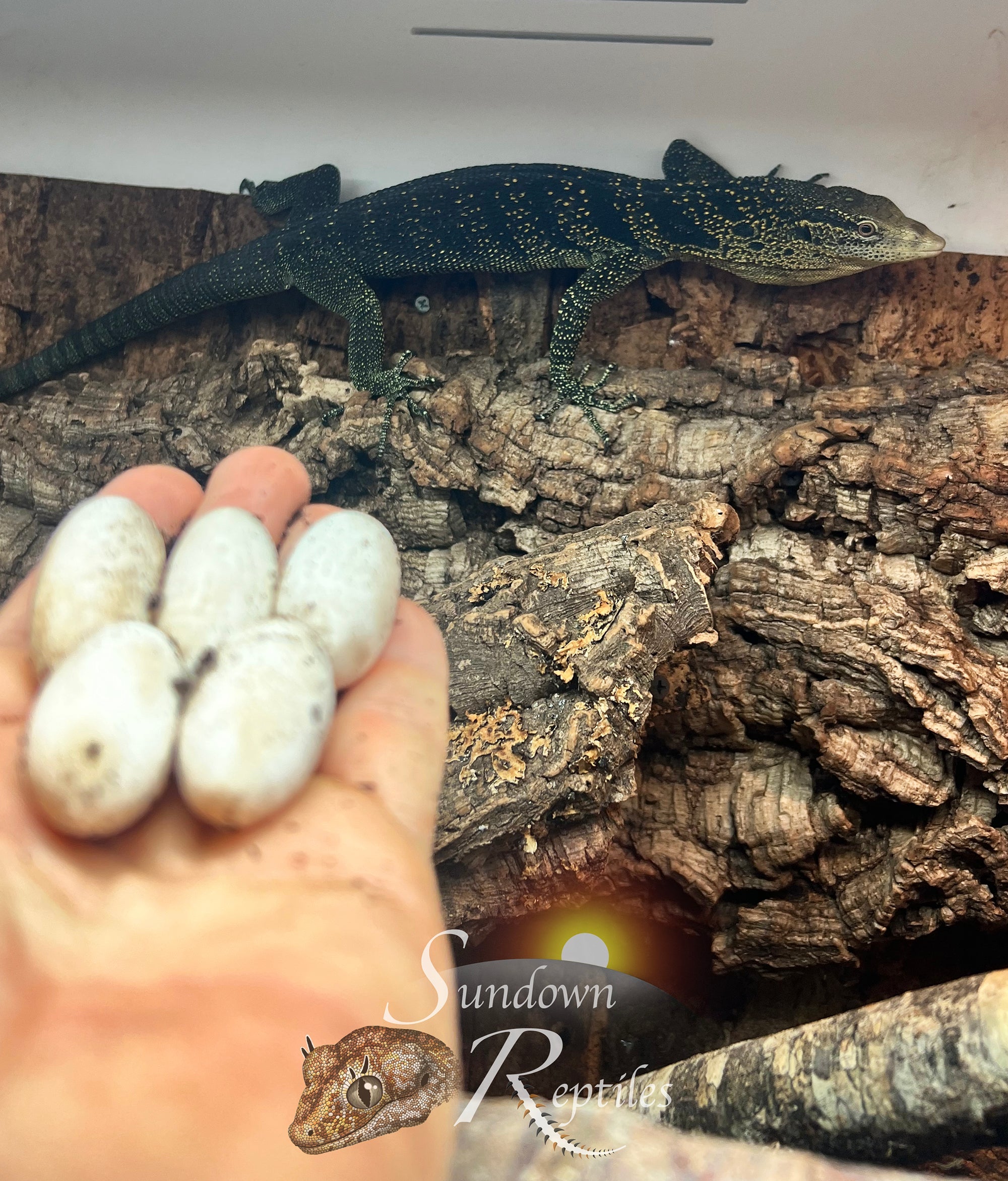 Golden-Spotted Tree Monitor (Varanus boehmei) Care