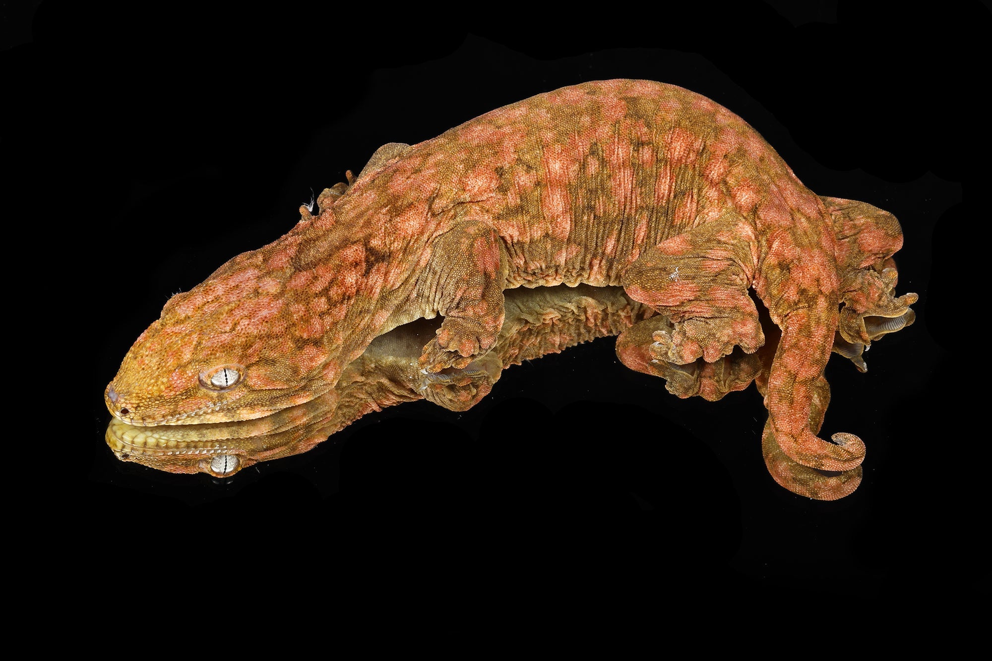 Premium Leachianus Morphs - Giant Gecko Genetics | Sundown NC