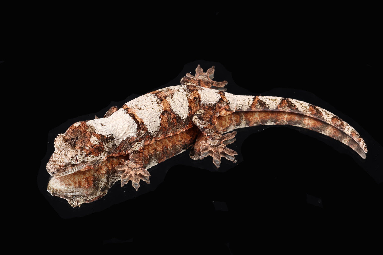 Premium Chahoua Gecko Morphs - Rare Patterns | Sundown NC