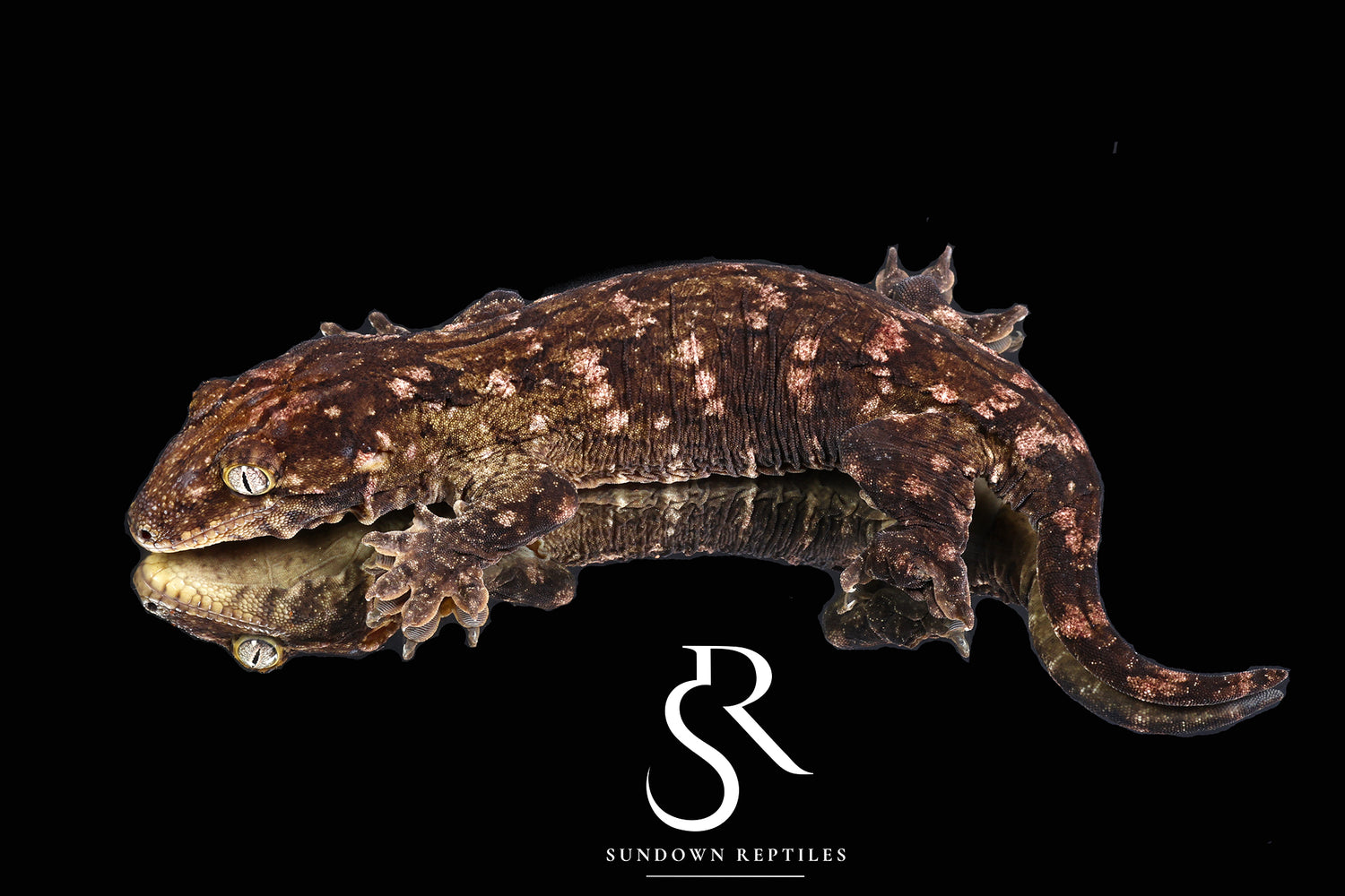 Premium Leachianus Morphs - Giant Gecko Genetics | Sundown NC