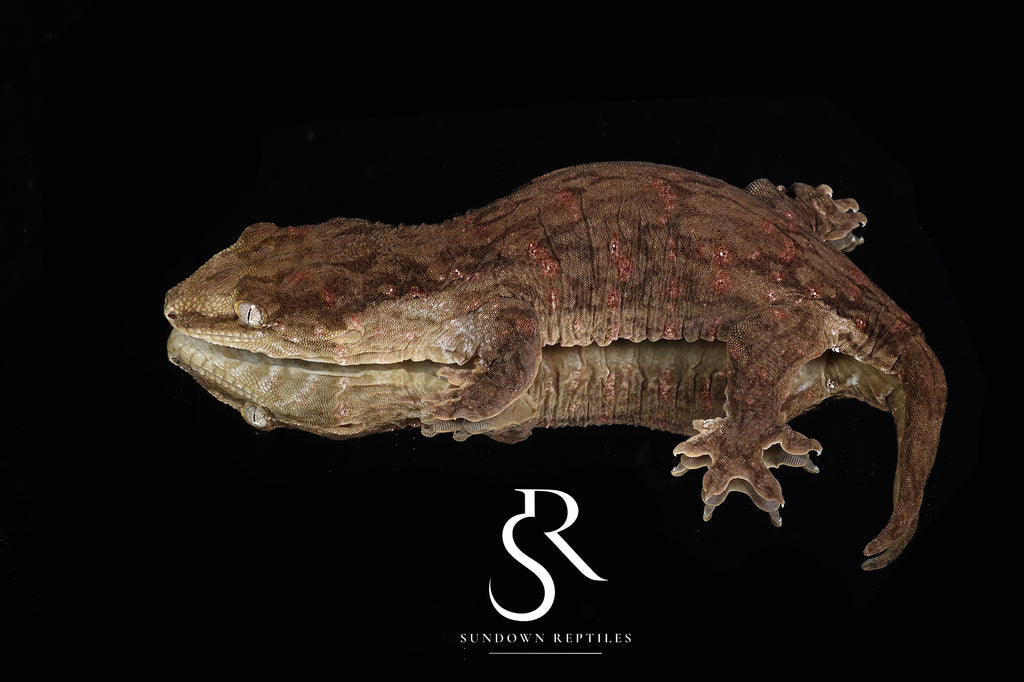 Leachianus Gecko - Male Melanistic GT Red Bar – Sundown Reptiles