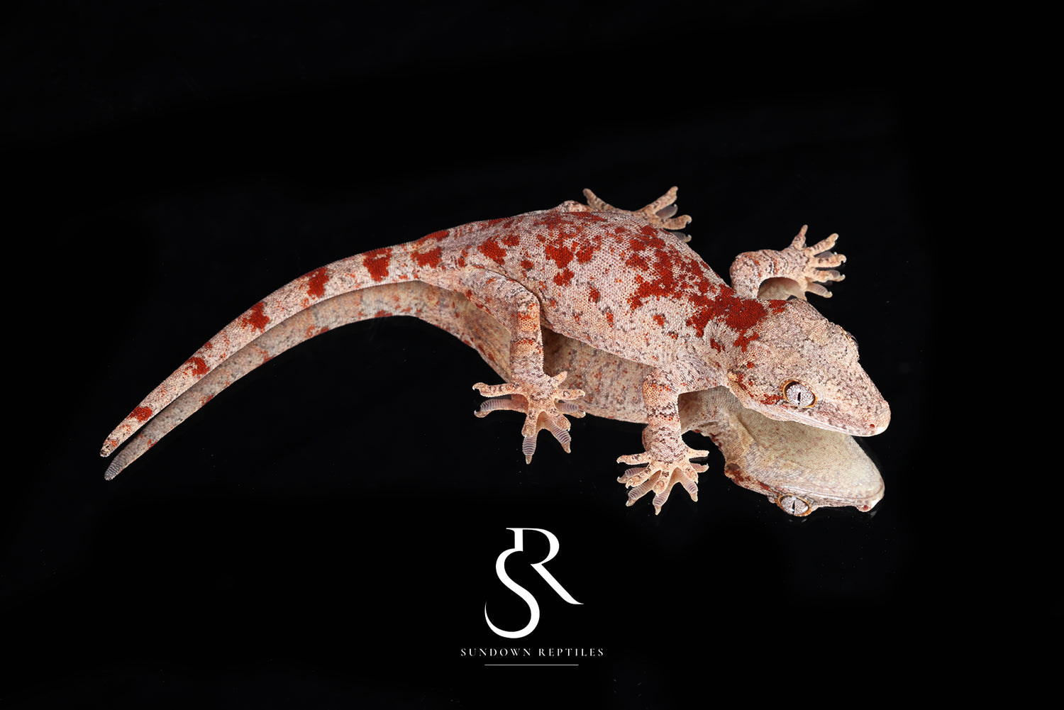Premium Gargoyle Gecko Morphs - Rare Genetics | Sundown NC