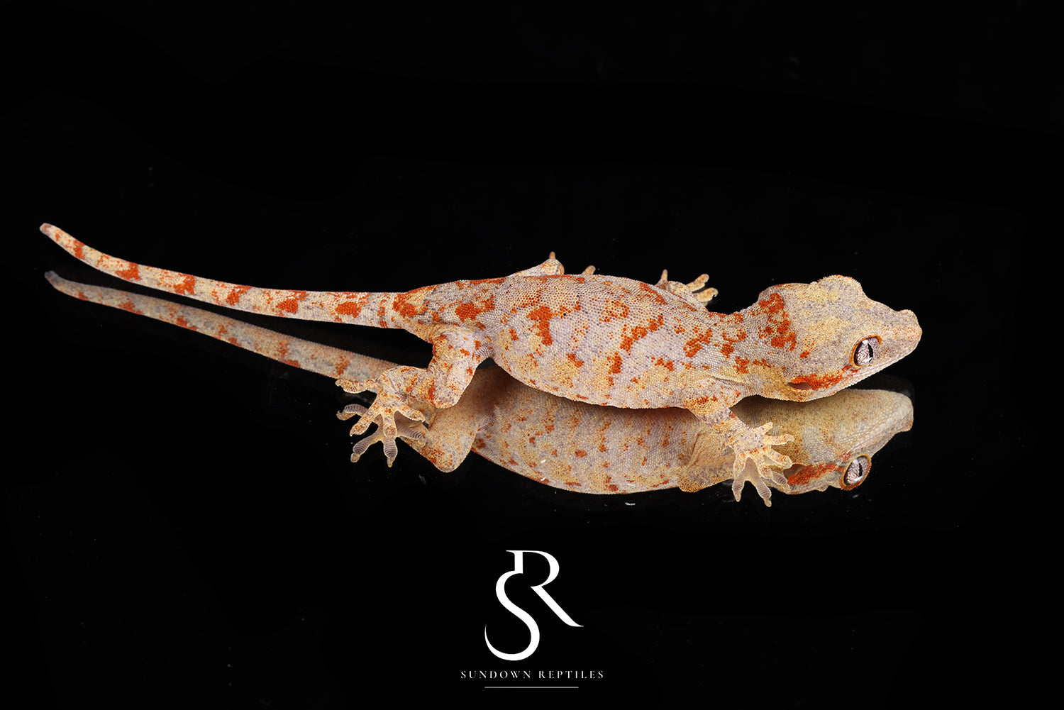 Premium Gargoyle Gecko Morphs - Rare Genetics | Sundown NC