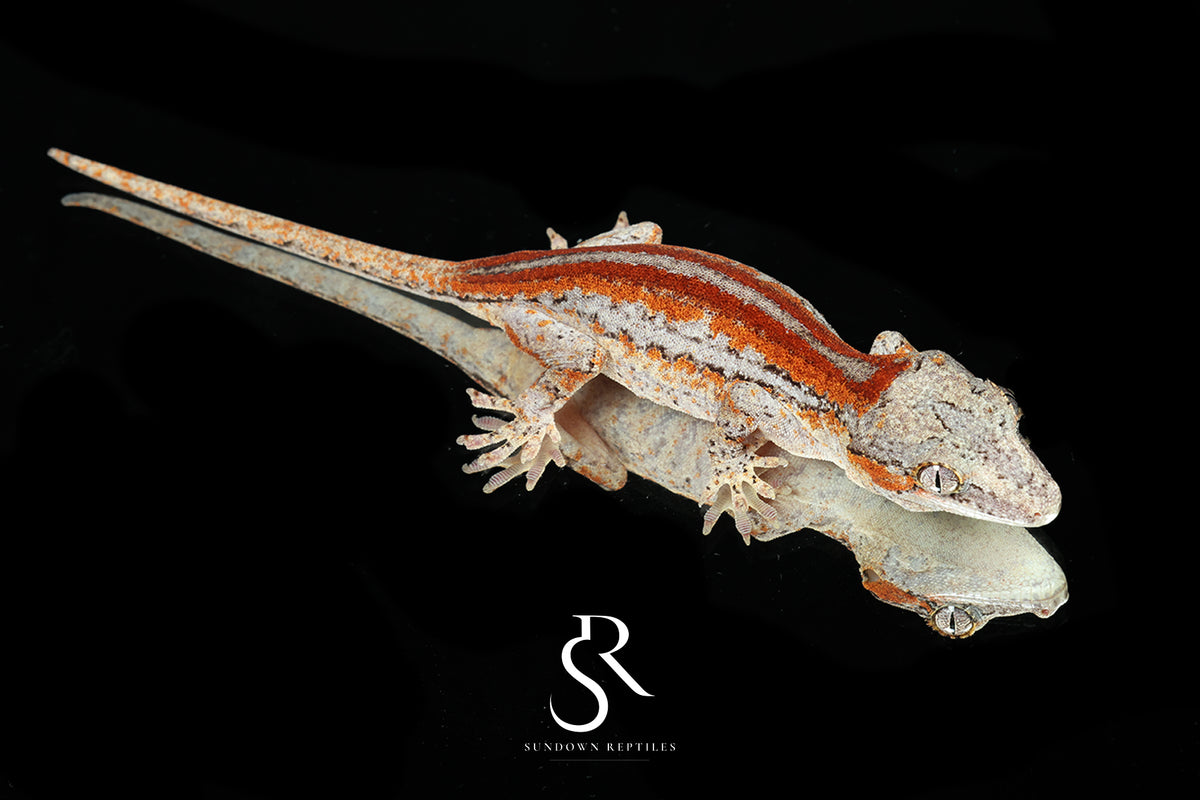 Premium Gargoyle Gecko Morphs - Rare Genetics | Sundown NC