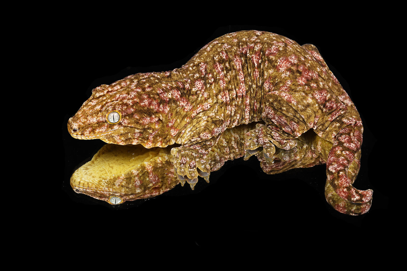 Leachianus Care Guide - Giant Gecko Expert | Sundown Reptiles