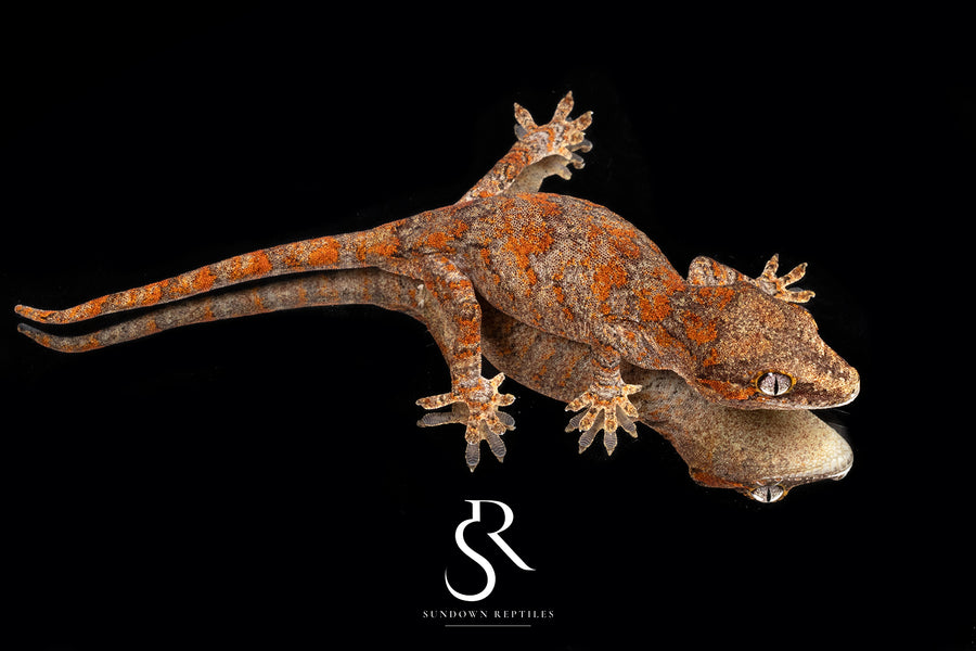 Premium Gargoyle Gecko Morphs - Rare Genetics | Sundown NC