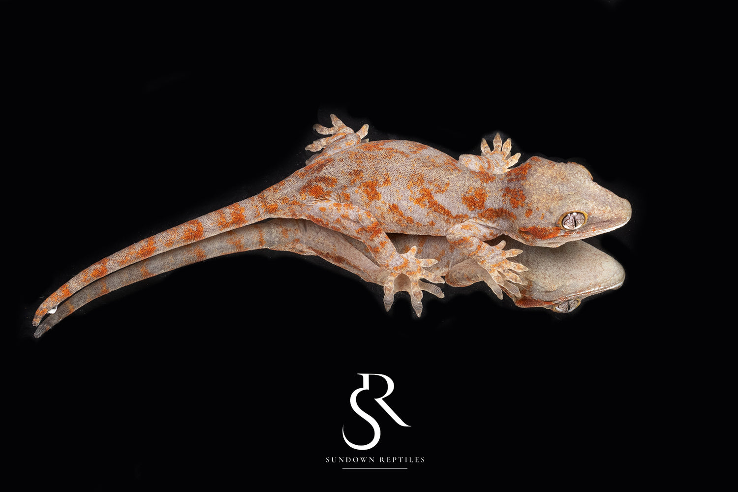 Premium Gargoyle Gecko Morphs - Rare Genetics | Sundown NC