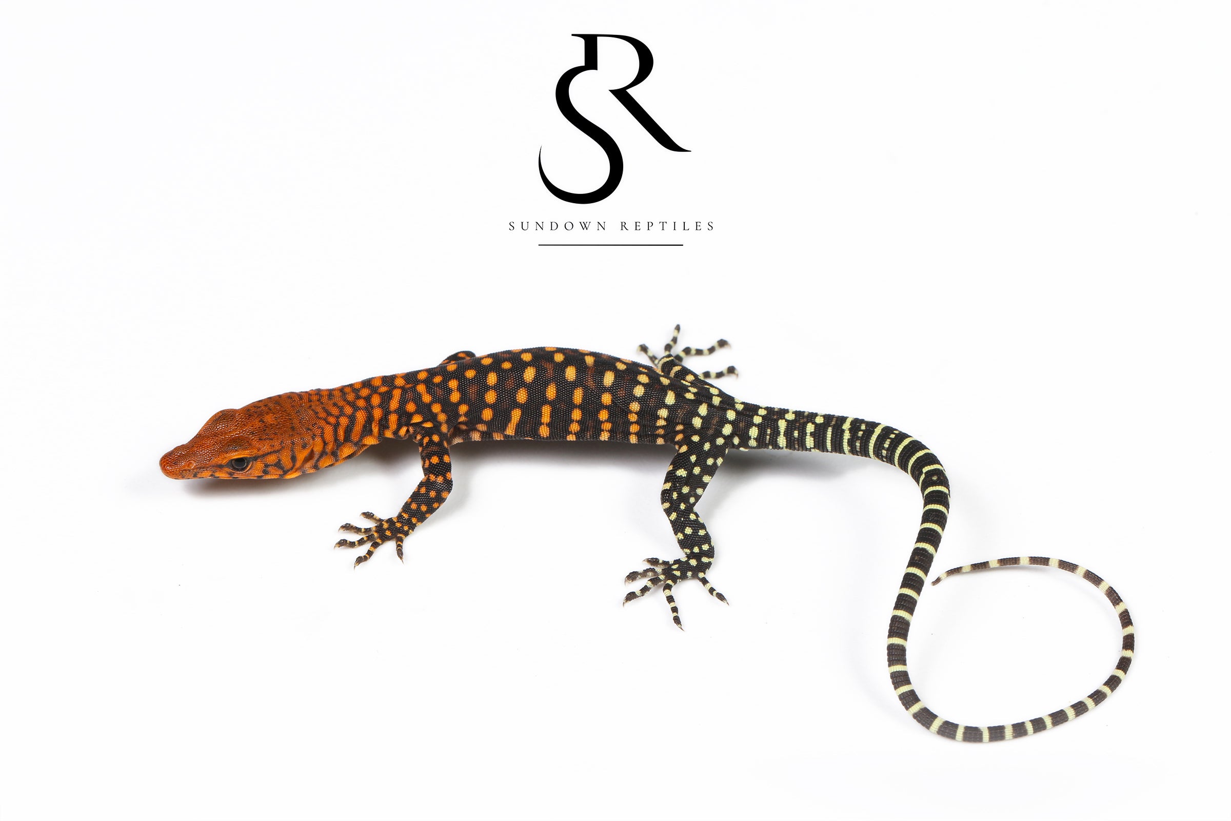 Unsexed Pilbara Rock Monitor (Varanus pilbarensis) #1 – Sundown Reptiles