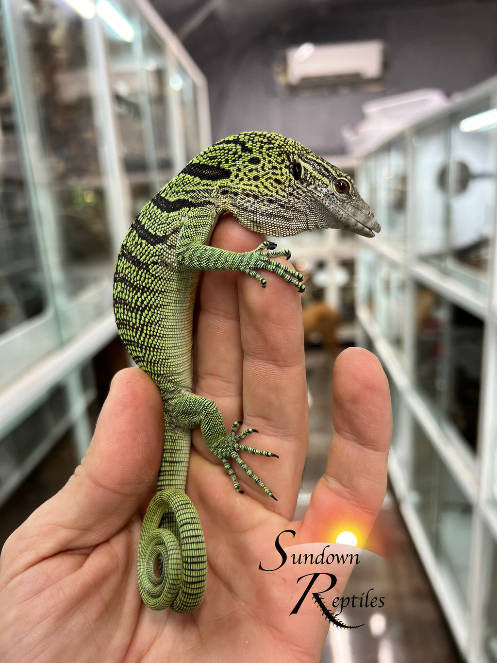 2023 USCBB Unsexed Yellow Tree Monitor (Varanus reisingeri) – Sundown ...