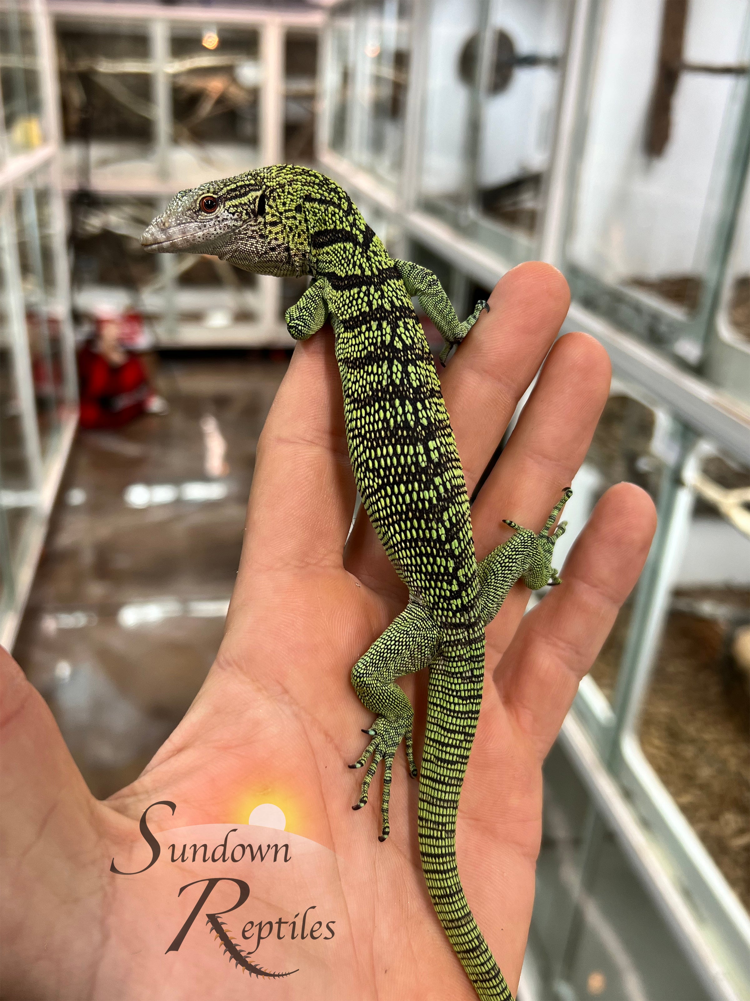 2023 USCBB Unsexed Yellow Tree Monitor (Varanus reisingeri) – Sundown ...