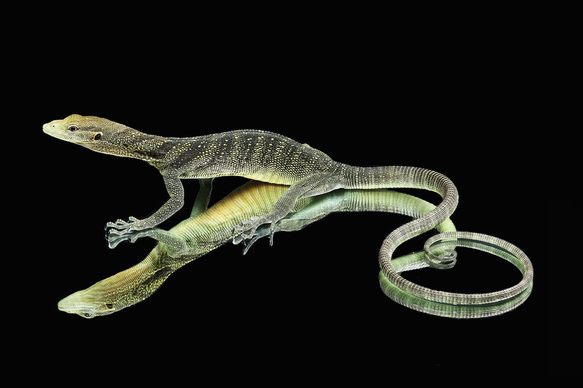 Golden Tree Monitor Care - Varanus boehmei | Sundown Reptiles NC
