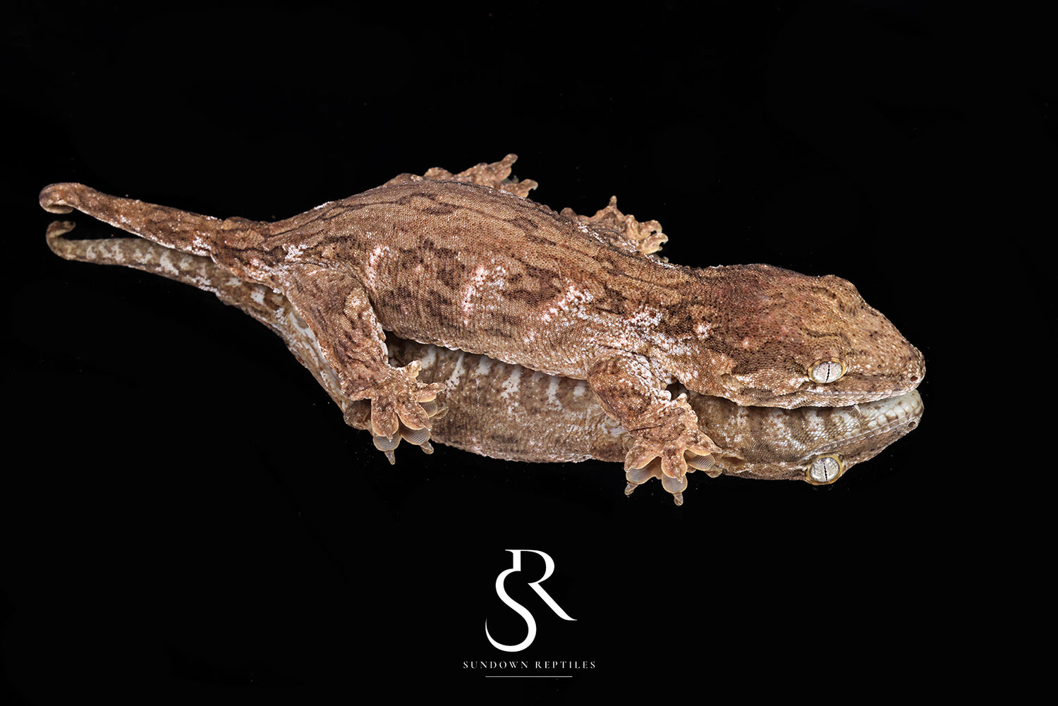 Premium Leachianus Morphs - Giant Gecko Genetics | Sundown NC