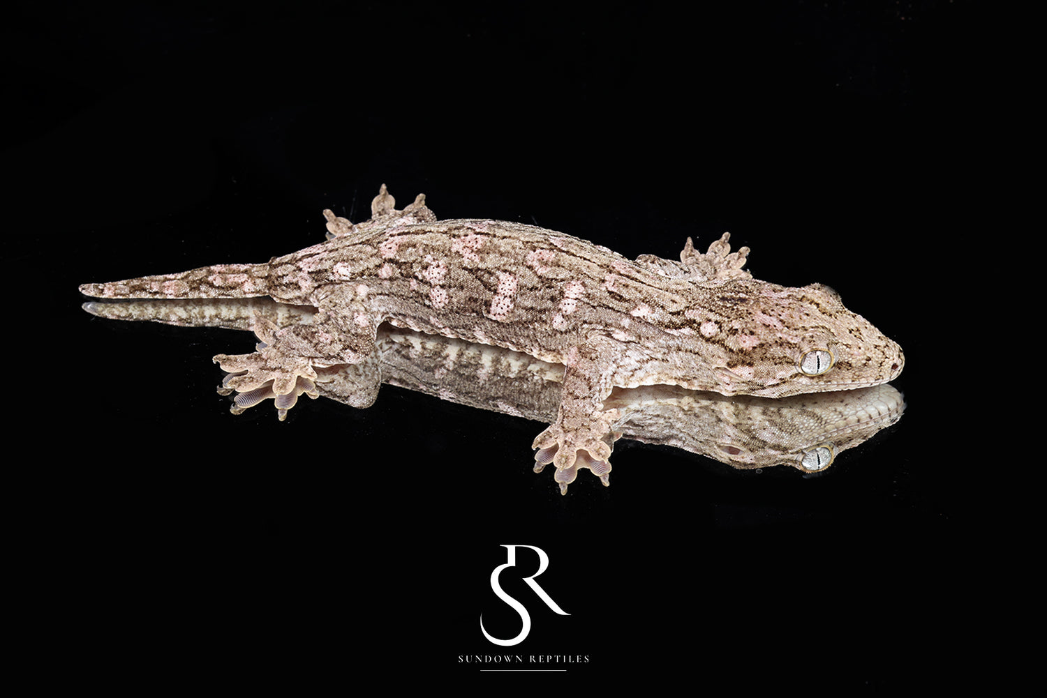 Premium Leachianus Morphs - Giant Gecko Genetics | Sundown NC